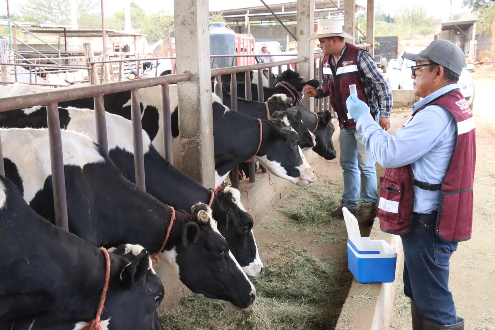 Vacunan 250 cabezas de ganado contra brucelosis en San Pablo Huixtepec ...